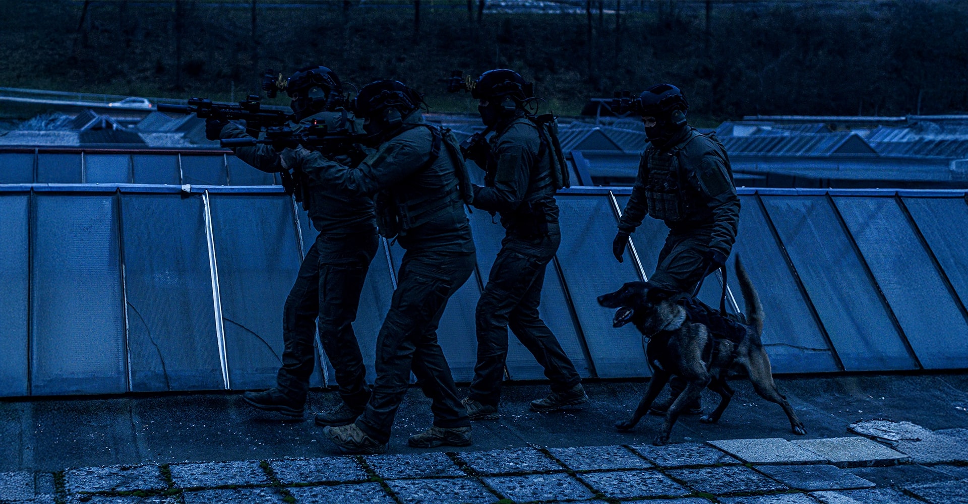 Chiens K9 en Suivi Tactique : Ce Qu’ils Sentent, Entendent et Voient ...